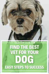 How to Find the Best Veterinarian - Tail Wag Wisdom