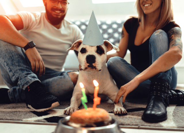 11 Fun Ways to Celebrate Your Dog’s Birthday on the Cheap (That Dogs ...