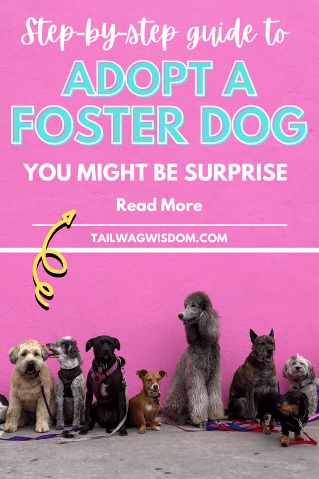HOW TO ADOPT A FOSTER DOG - Tail Wag Wisdom