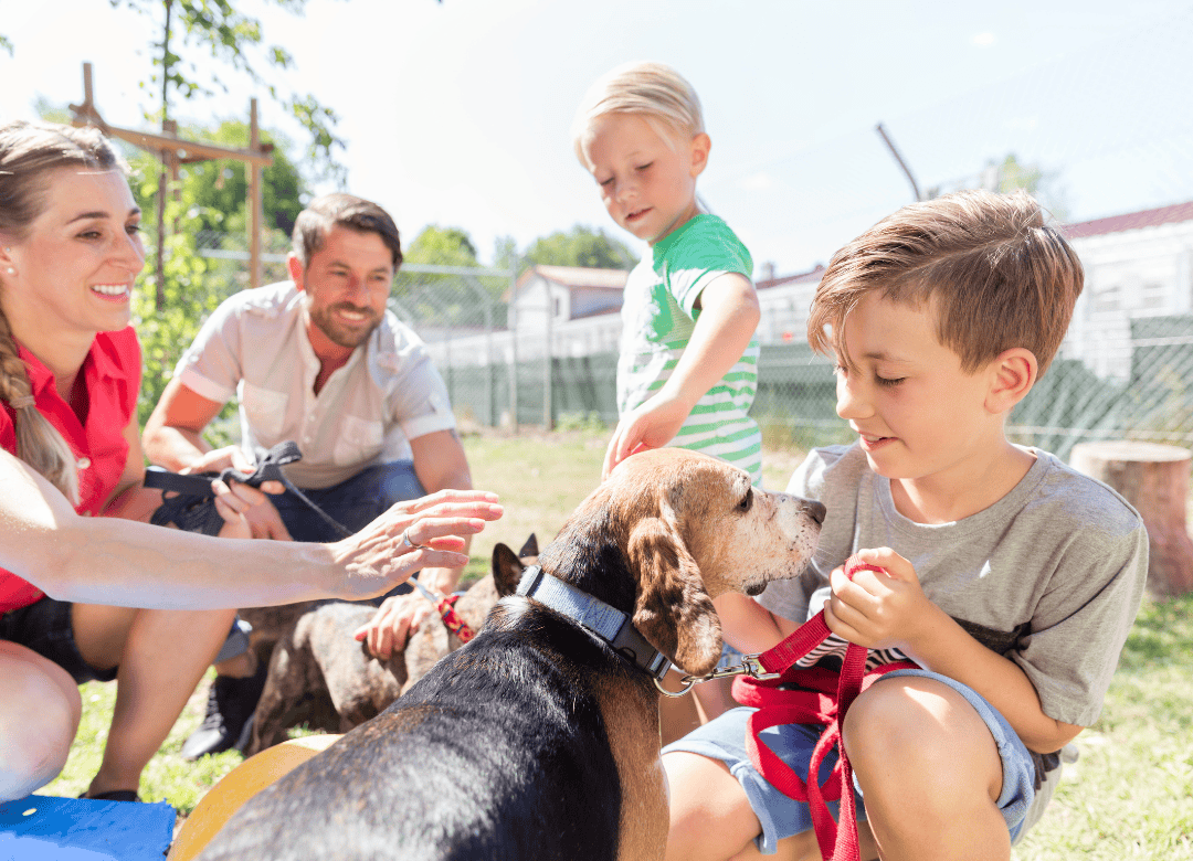Adopt a Foster Dog and Be Their Hero!