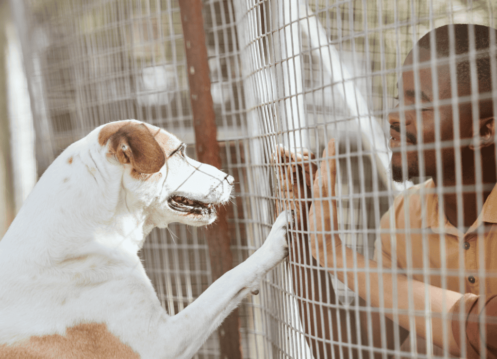 Adopt a Foster Dog and Be Their Hero!