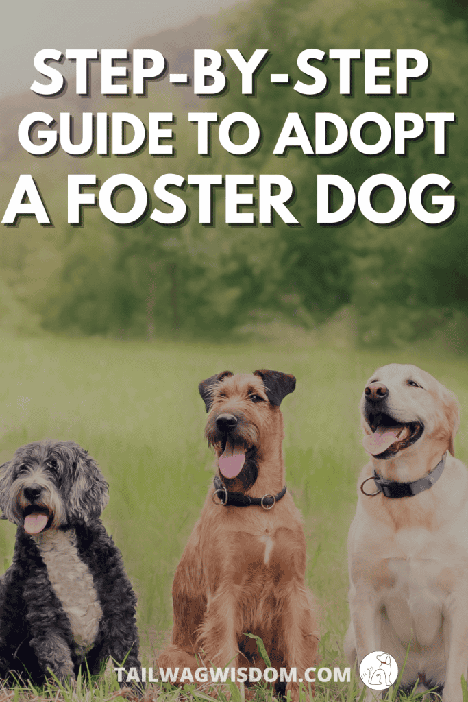 Adopt a Foster Dog and Be Their Hero!