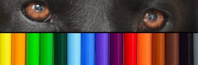Are Dogs Colorblind? Super Easy 5 Min. Test to Learn Your Pup's ...