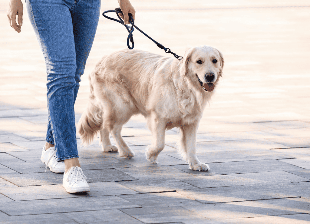 Secrets of How Daily Gratitude With Your Dog Improves Health