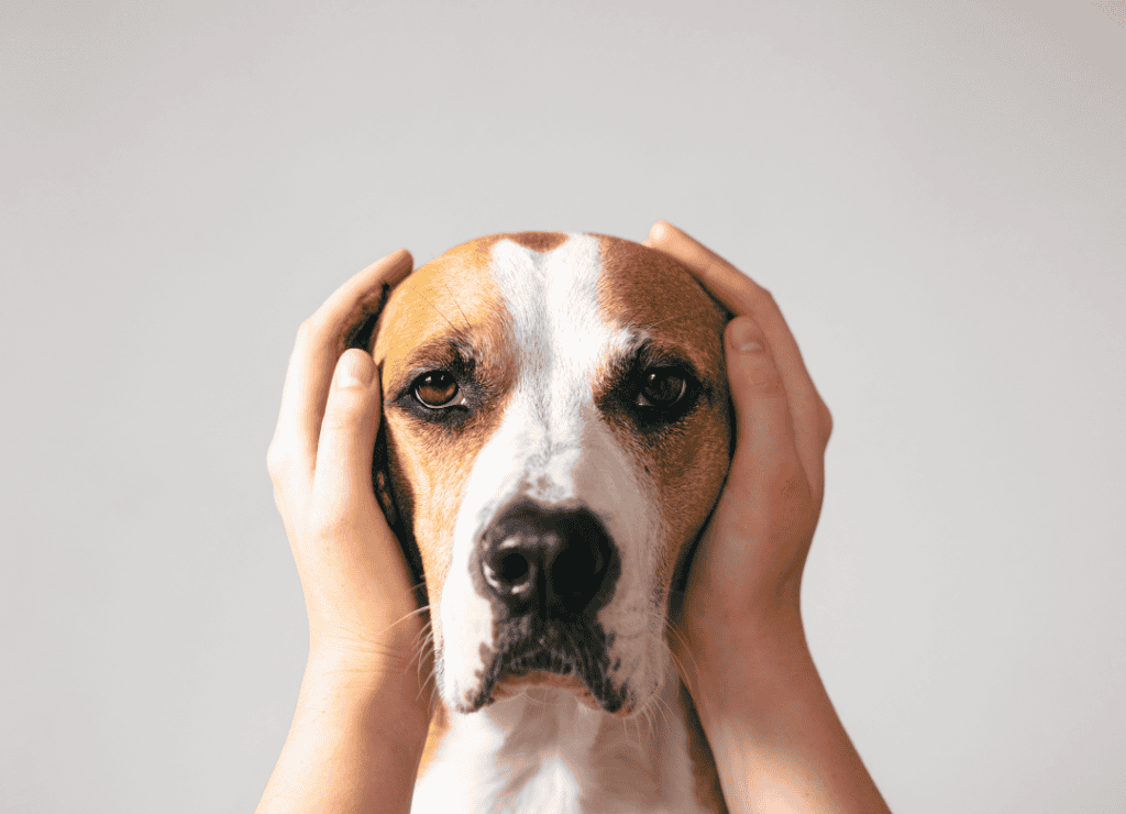 Effectively Calm a Dog: Surprising Solutions!