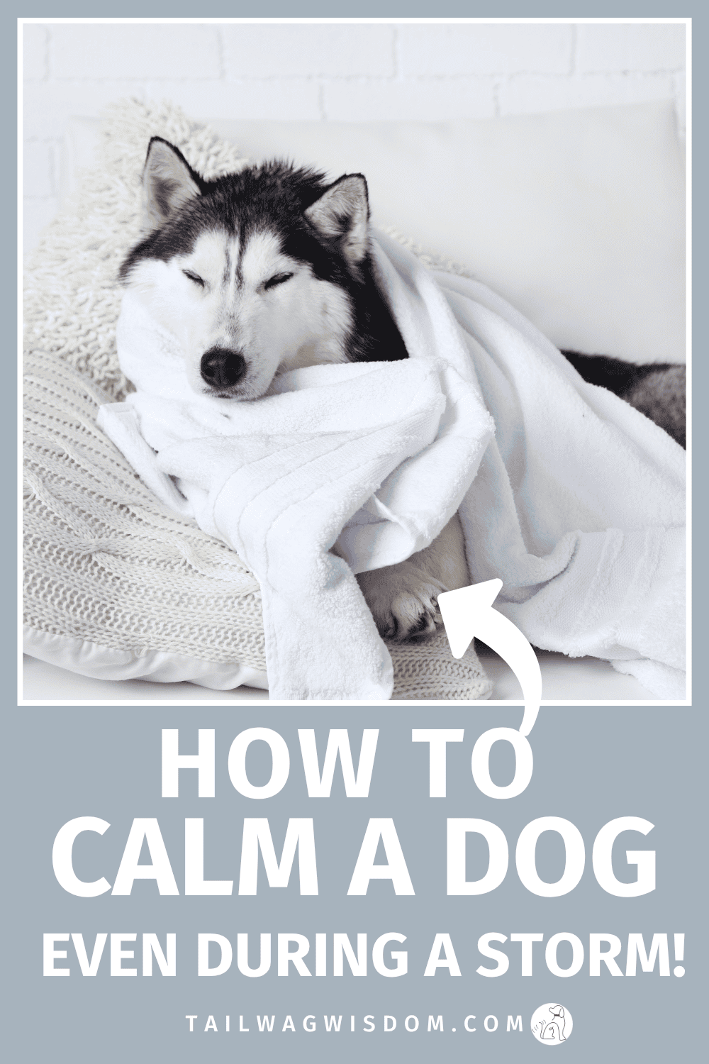 Effectively Calm a Dog: Surprising Solutions!