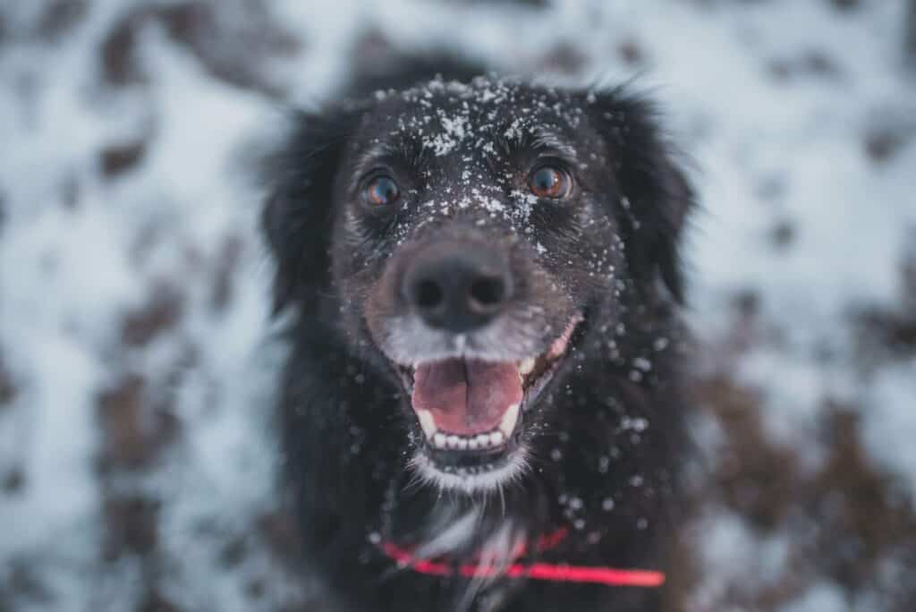 6 Easy Dog Winter Activities (Indoor & Outdoor Fun Ideas That Keep ...
