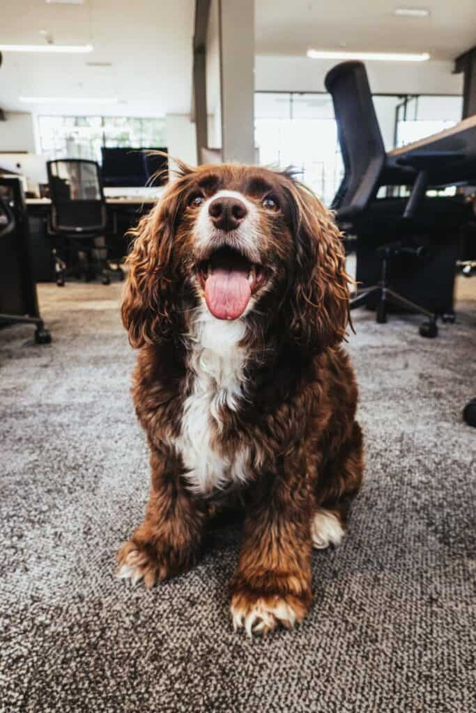 Tips To Bring Your Dog To Work Daily