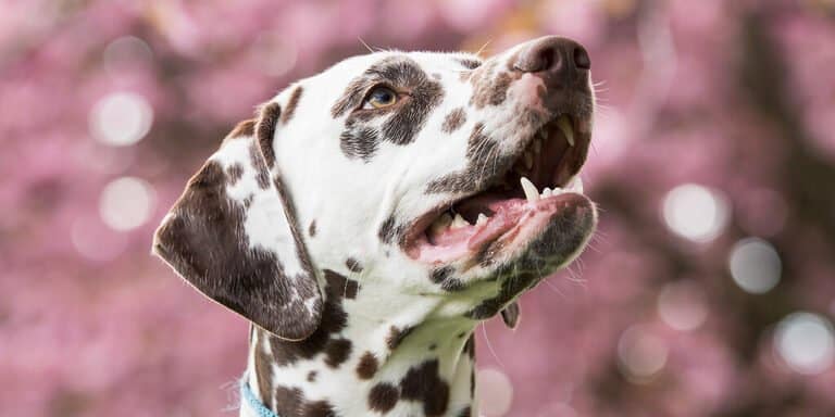 11 Steps To Prepare Your Dog For Spring - Tail Wag Wisdom