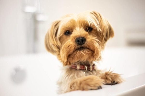 Scrub-A-Dub-Dog! How To Wash Your Dog And Not Kill Your Back