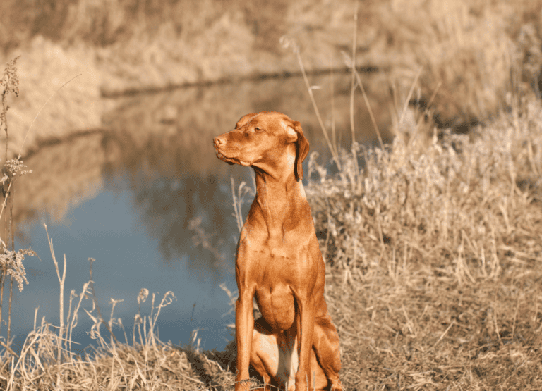 5 Hidden Dirty Water Risks Every Dog Parent Must Know