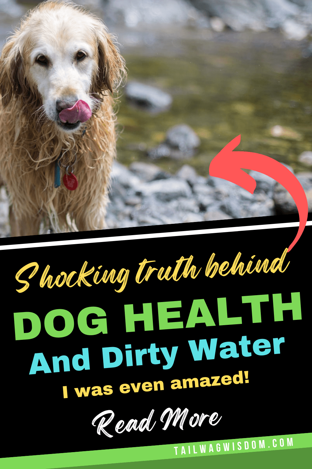 Dirty Water Risks To Avoid With Your Dog - Tail Wag Wisdom