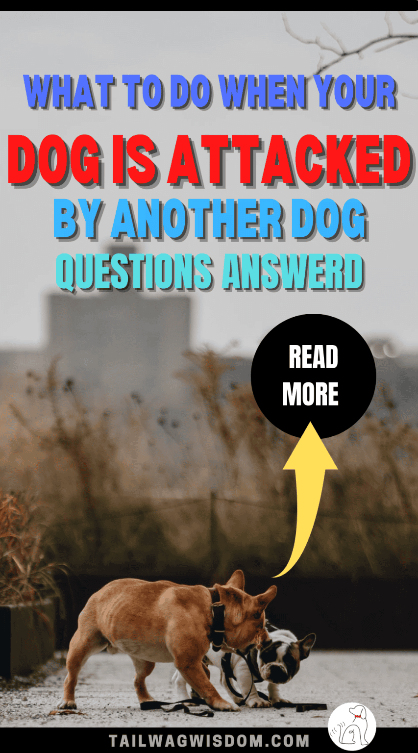 Best Advice When Dogs Attack Your Dog - Tail Wag Wisdom