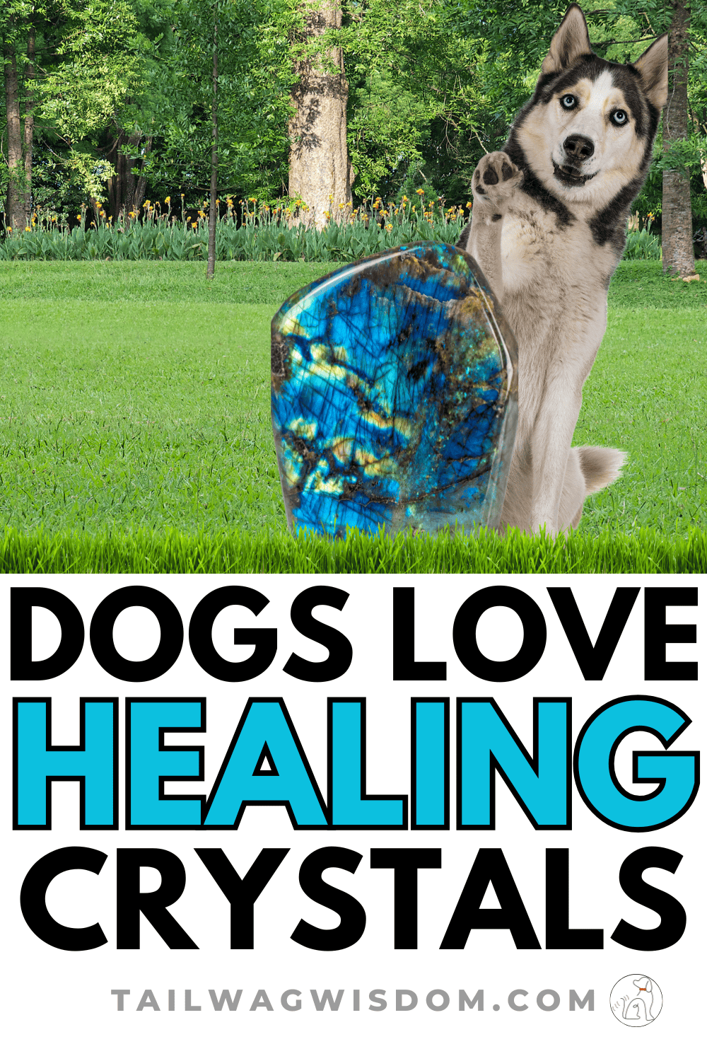 Are Healing Crystals Capable Of Boosting Your Dog's Wellbeing?