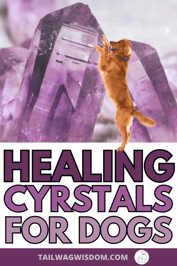 Are Healing Crystals Capable Of Boosting Your Dog's Wellbeing?