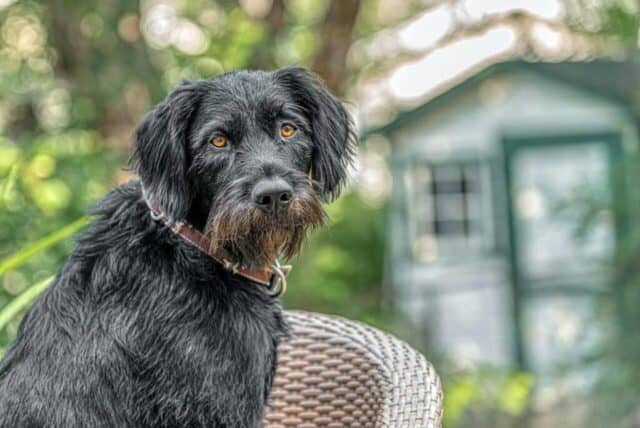10 Off-Season Ways to Style Your Dog Yard