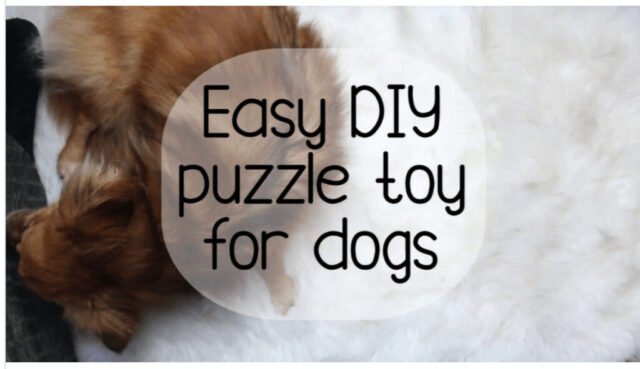 How Can I Turn a Bored Dog Into a Happy Dog for Pennies? - Tail Wag Wisdom