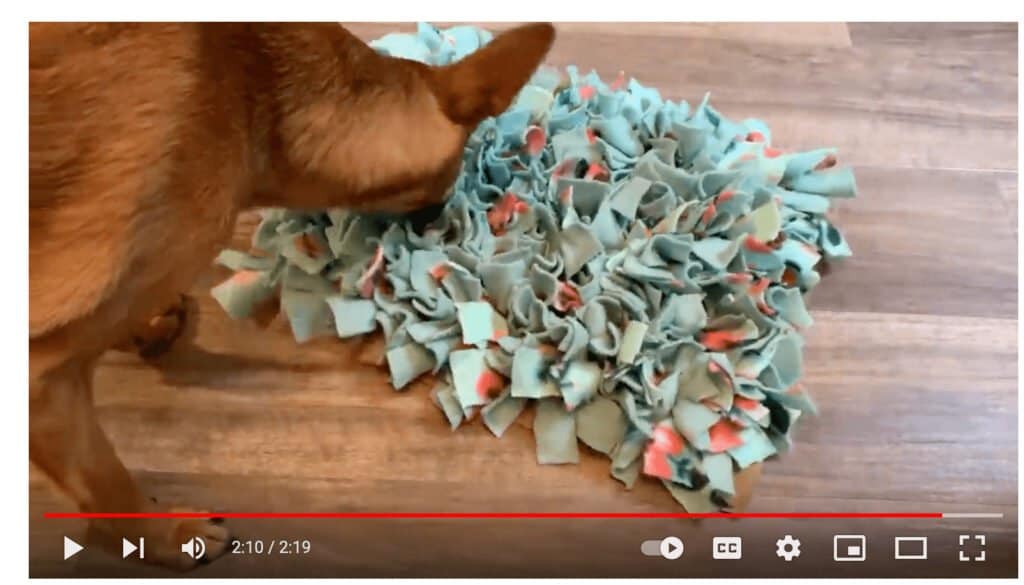How Can I Turn a Bored Dog Into a Happy Dog for Pennies? - Tail Wag Wisdom