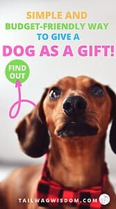 Best Way To Give A Dog As A Gift