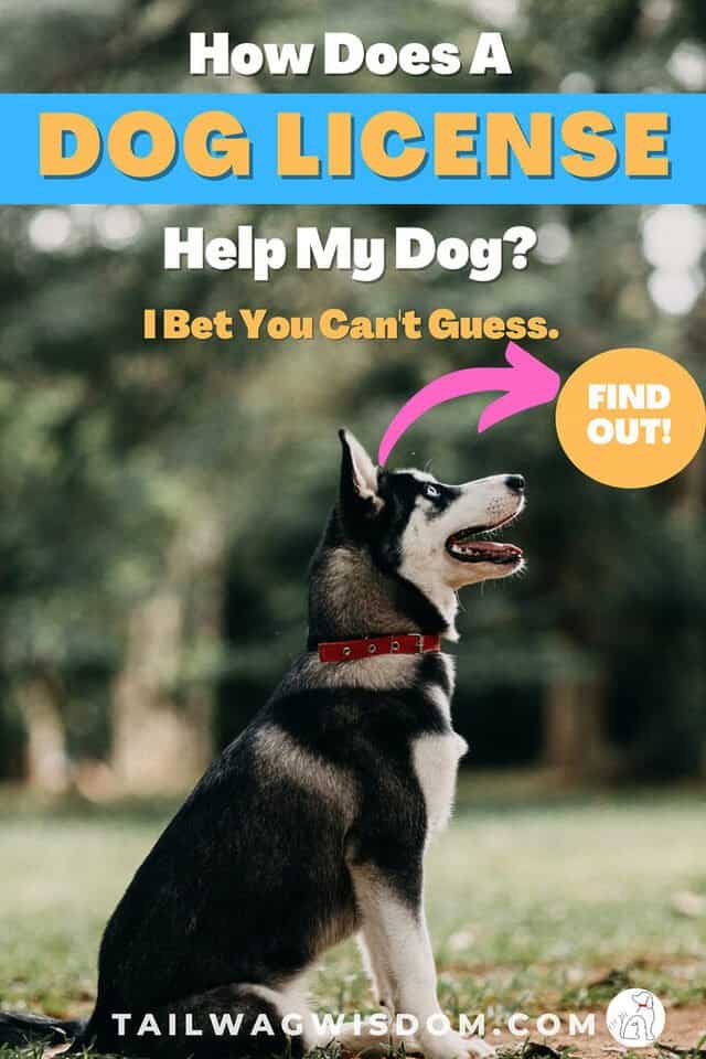 How A Dog License Saves Dogs And Benefits You