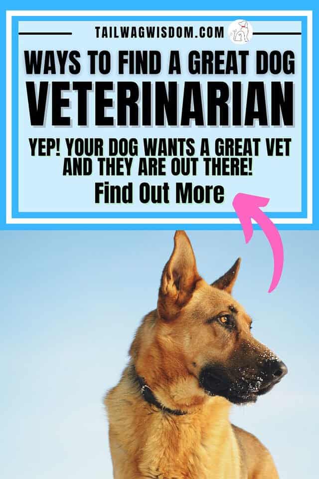10 Steps to Find the Best Vet