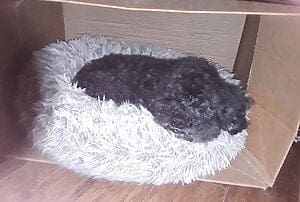 Creating Dog Safe Spaces: Easy and Cheap