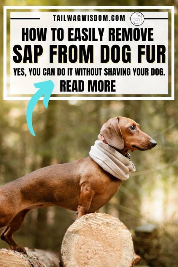 Easy Hack To Remove Sap From Your Dog's Fur