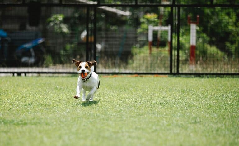 Cheap Temporary Dog Fencing: 11 Affordable & Easy Options That Actually ...