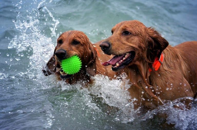 Summertime Dog Activities On A Budget - Tail Wag Wisdom