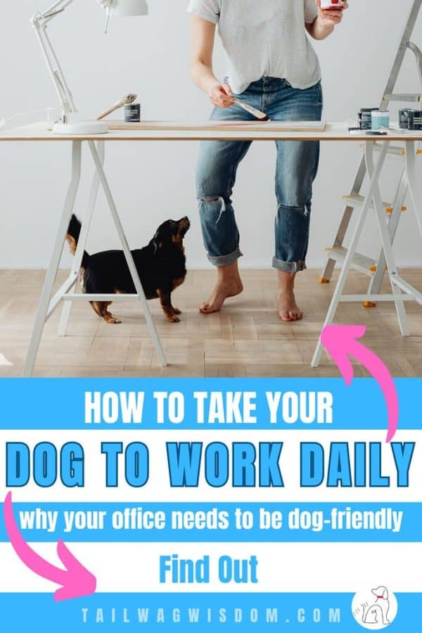 Tips To Bring Your Dog To Work Daily