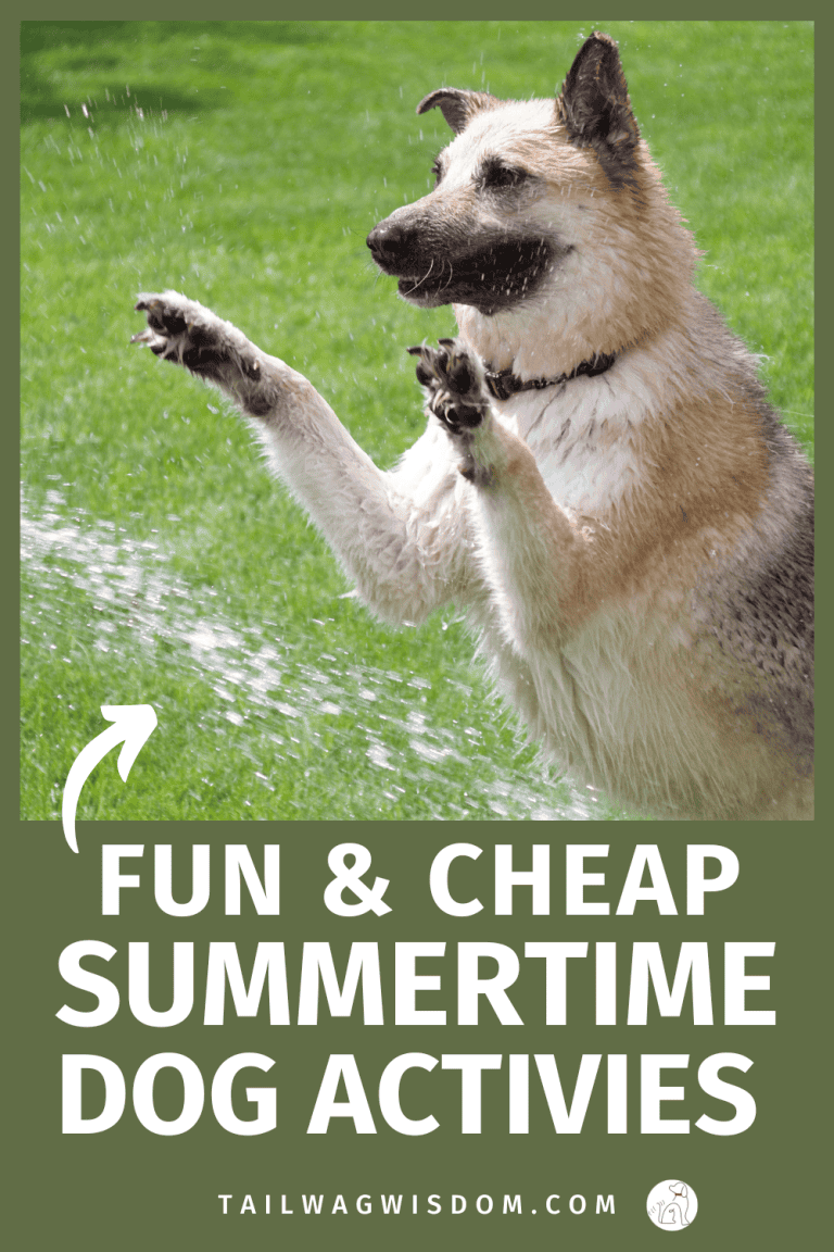 7 Fun Summertime Dog Activities To Try On A Budget
