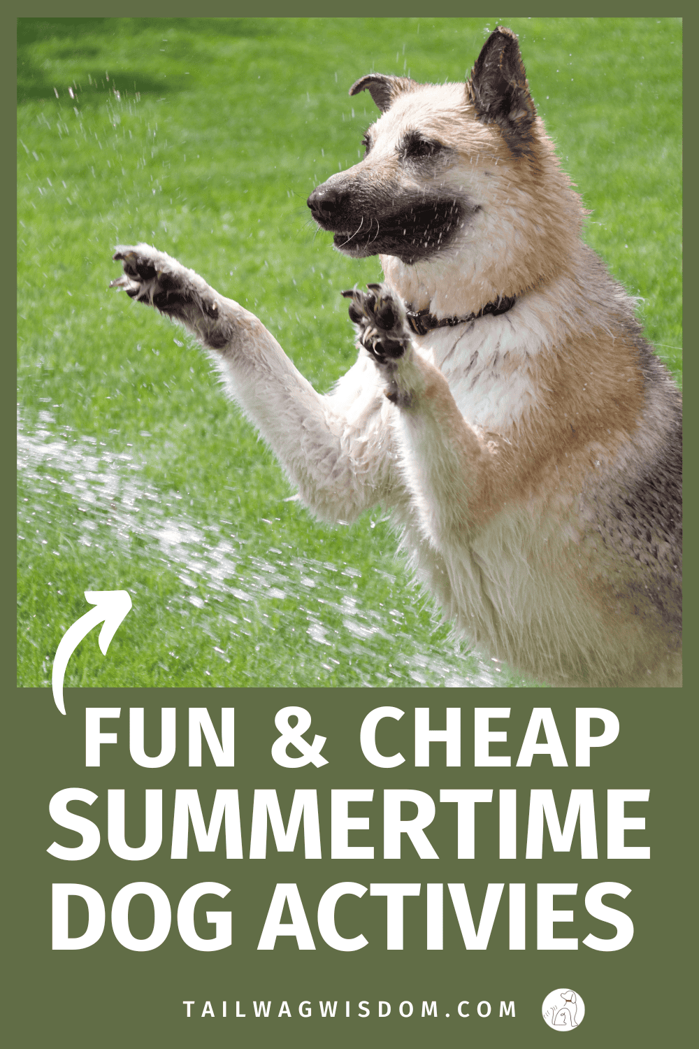 7 Fun Summertime Dog Activities To Try On A Budget