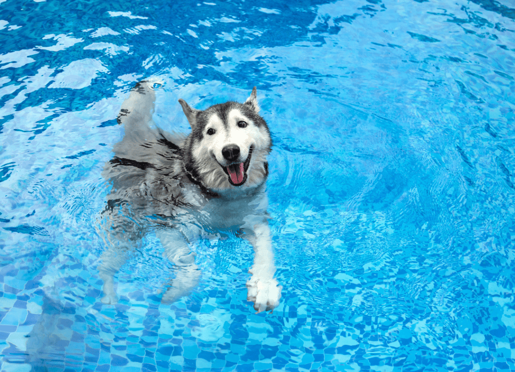 7 Fun Summertime Dog Activities To Try On A Budget
