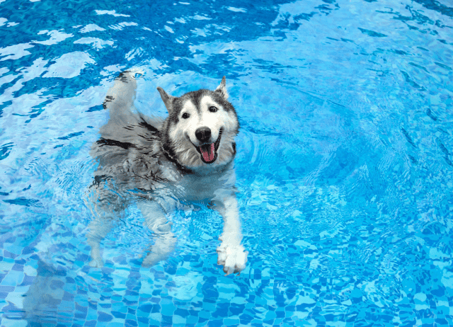 7 Fun Summertime Dog Activities To Try On A Budget