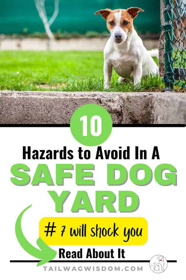 10 Hazards To Avoid In A Safe Dog Yard - Tail Wag Wisdom