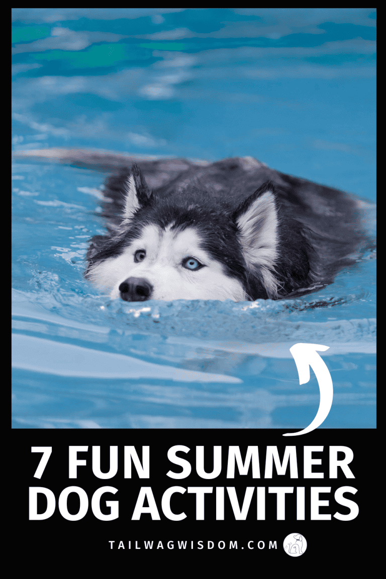 7 Fun Summertime Dog Activities To Try On A Budget