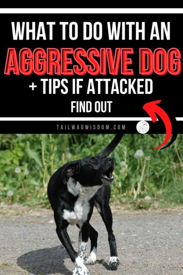 The Keys To An Aggressive Dog