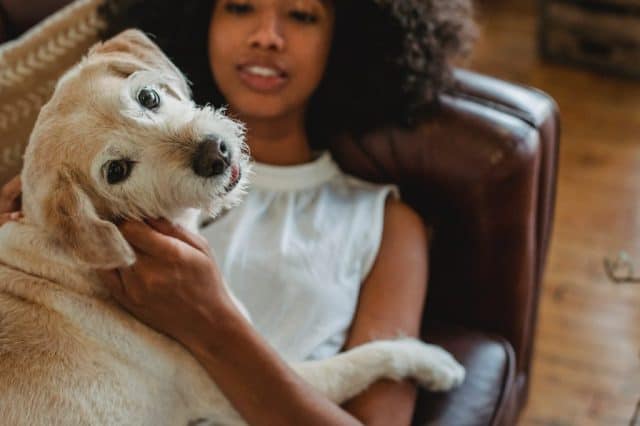 6 Great Veterinarian Budget Benefits