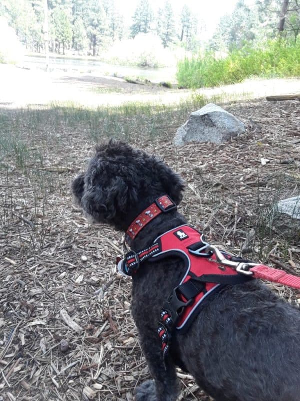 How to Remove Sap From Your Dog’s Fur (Even If It’s Dried and Stuck)