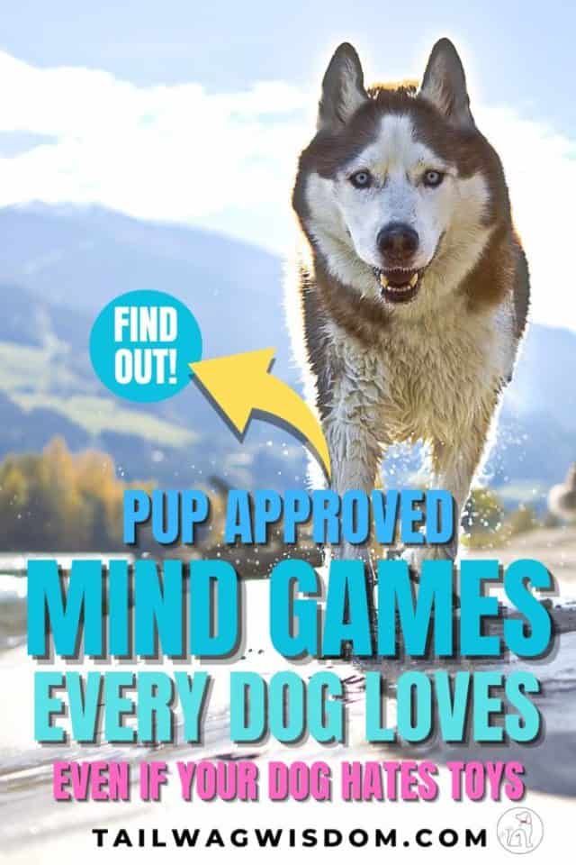 Mind Games for Dogs Every Dog Loves!