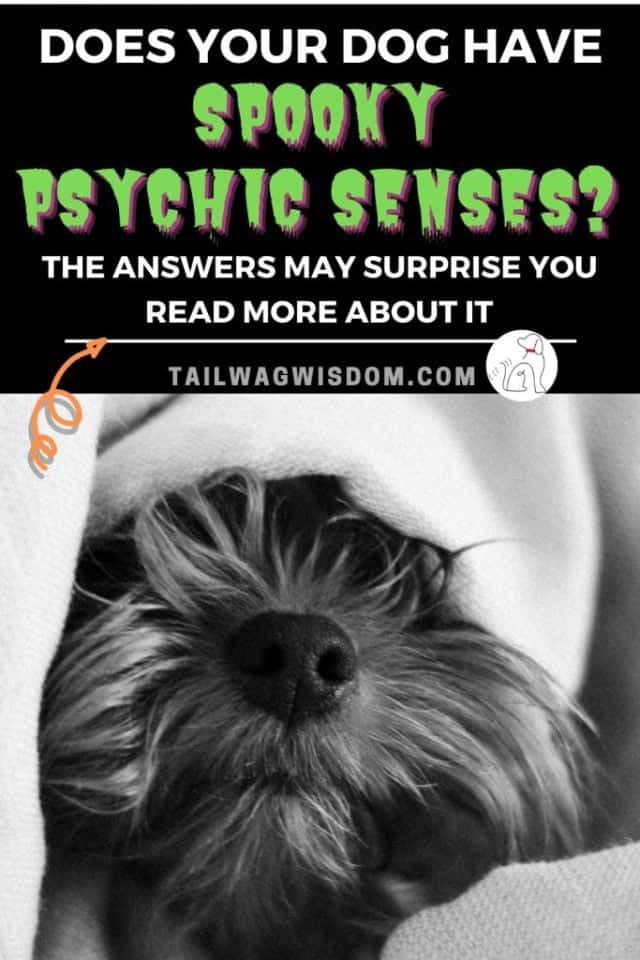 Does Your Pup Have Eerie Dog Senses? - Tail Wag Wisdom 👻🐶