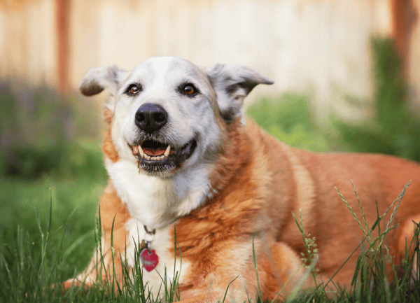 Easy 15 Ways to Strengthen Your Dog's Immunity 🐶