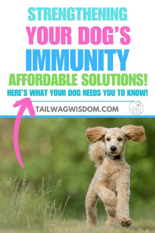 Easy 15 Ways to Strengthen Your Dog's Immunity 🐶