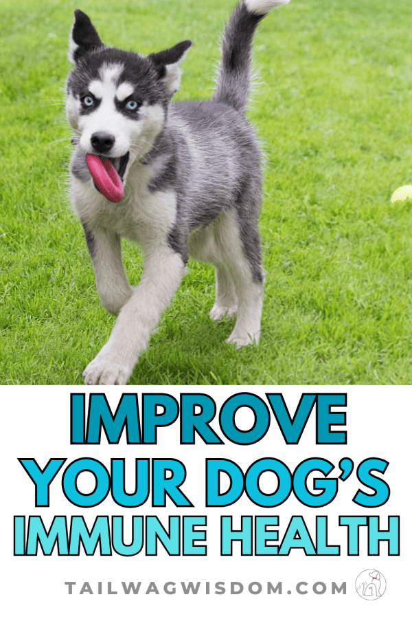 Easy 15 Ways to Strengthen Your Dog's Immunity 🐶