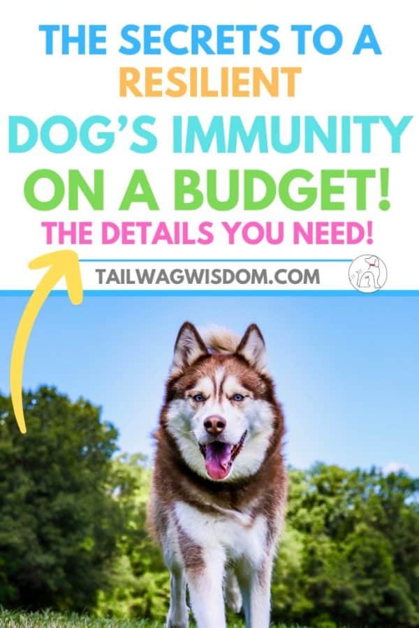 Easy 15 Ways to Strengthen Your Dog's Immunity 🐶