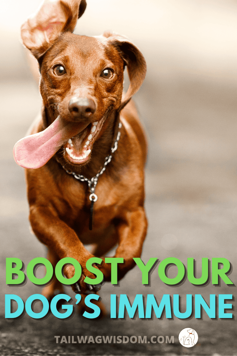 Easy 15 Ways to Strengthen Your Dog's Immunity 🐶