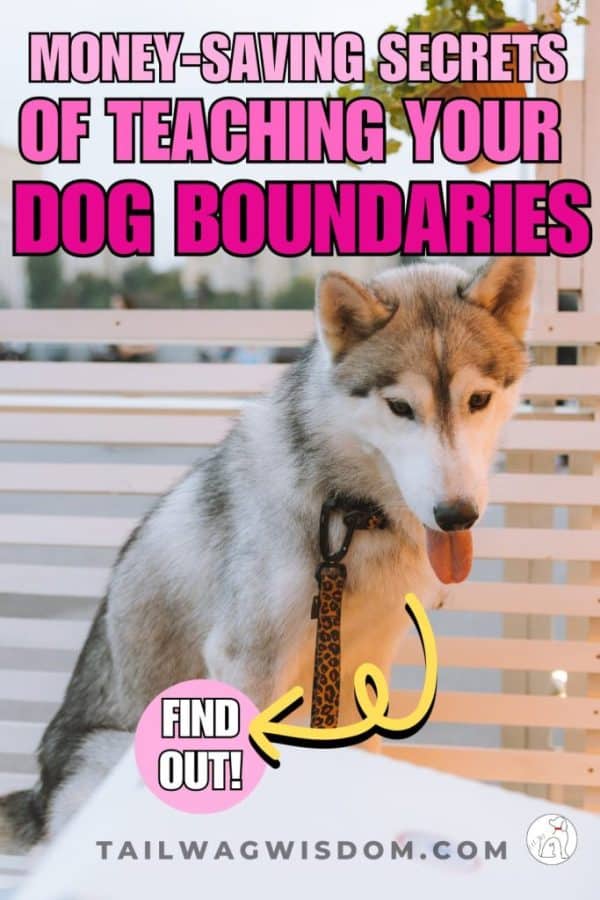 Why Teaching Dog Boundaries Saves Money?