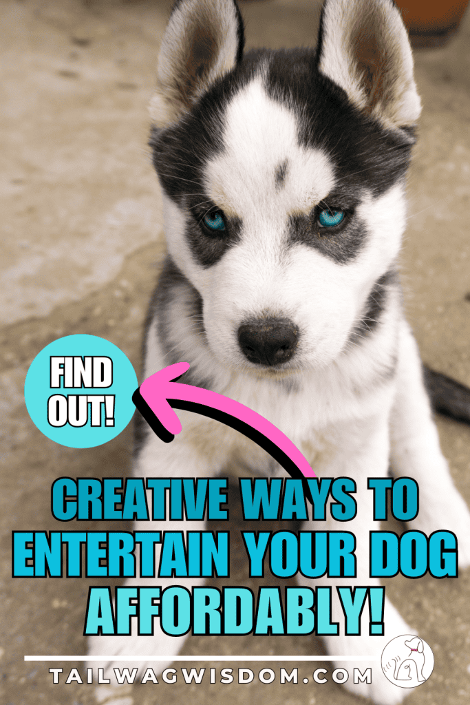 Creative Tricks to Entertain Your Dog - Tail Wag Wisdom