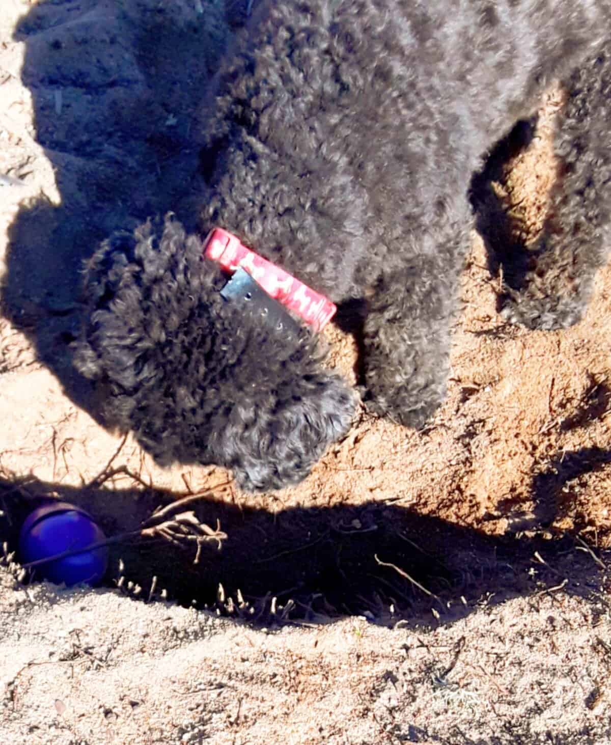 Reaping Rewards of a Dog Digging Pit - Tail Wag Wisdom
