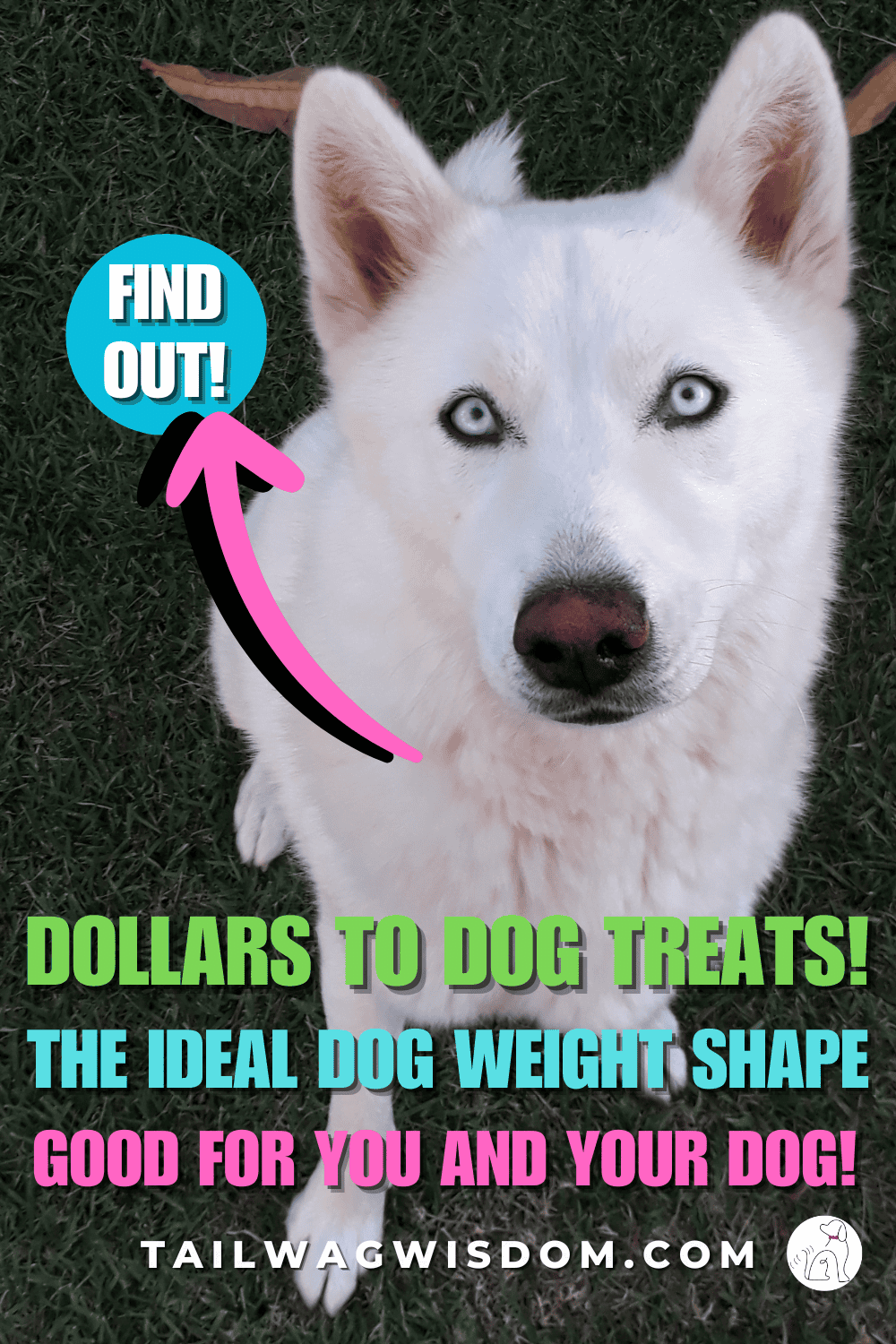 Yes! Ideal Dog Weight Shape Saves Money